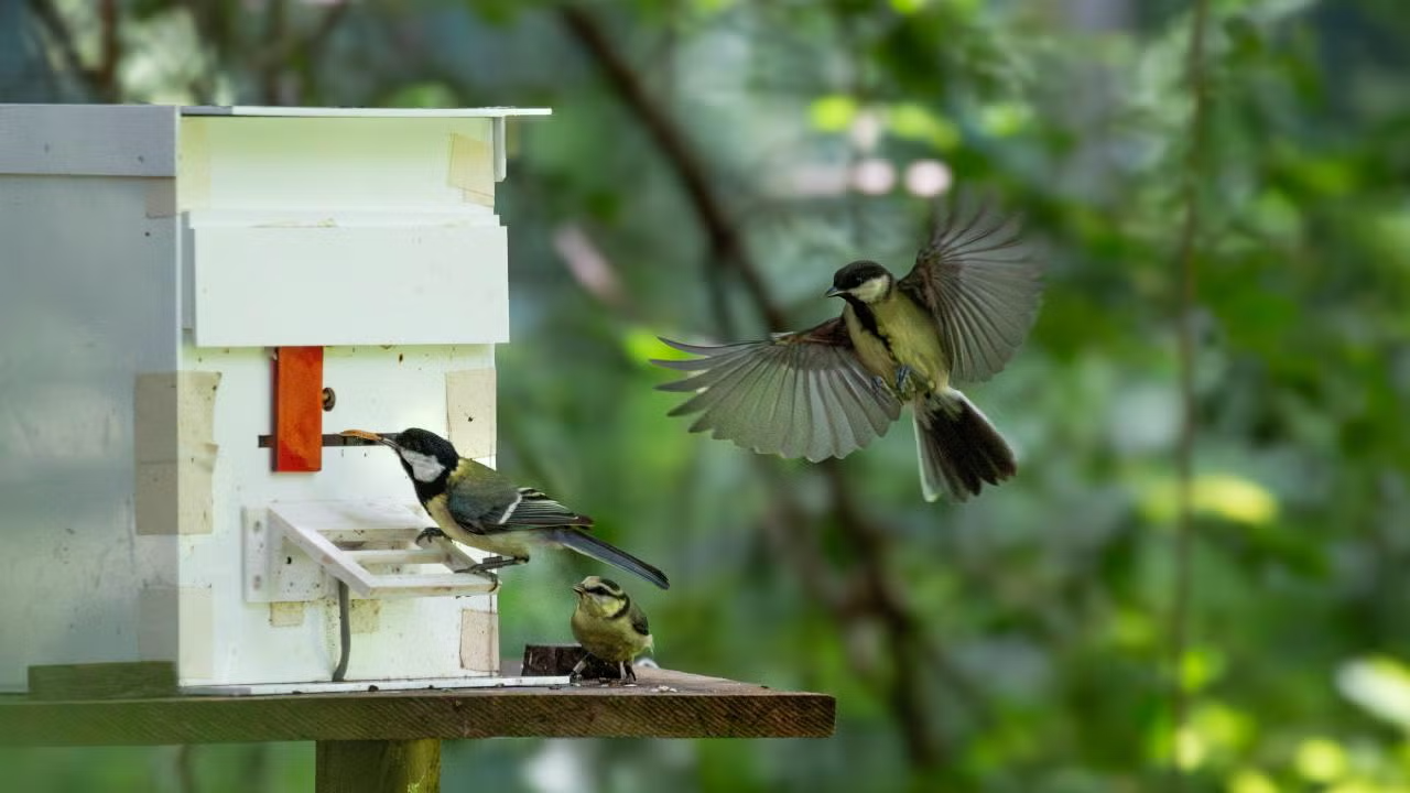 These Songbirds Learn More From Siblings Than From Parents | College of ...